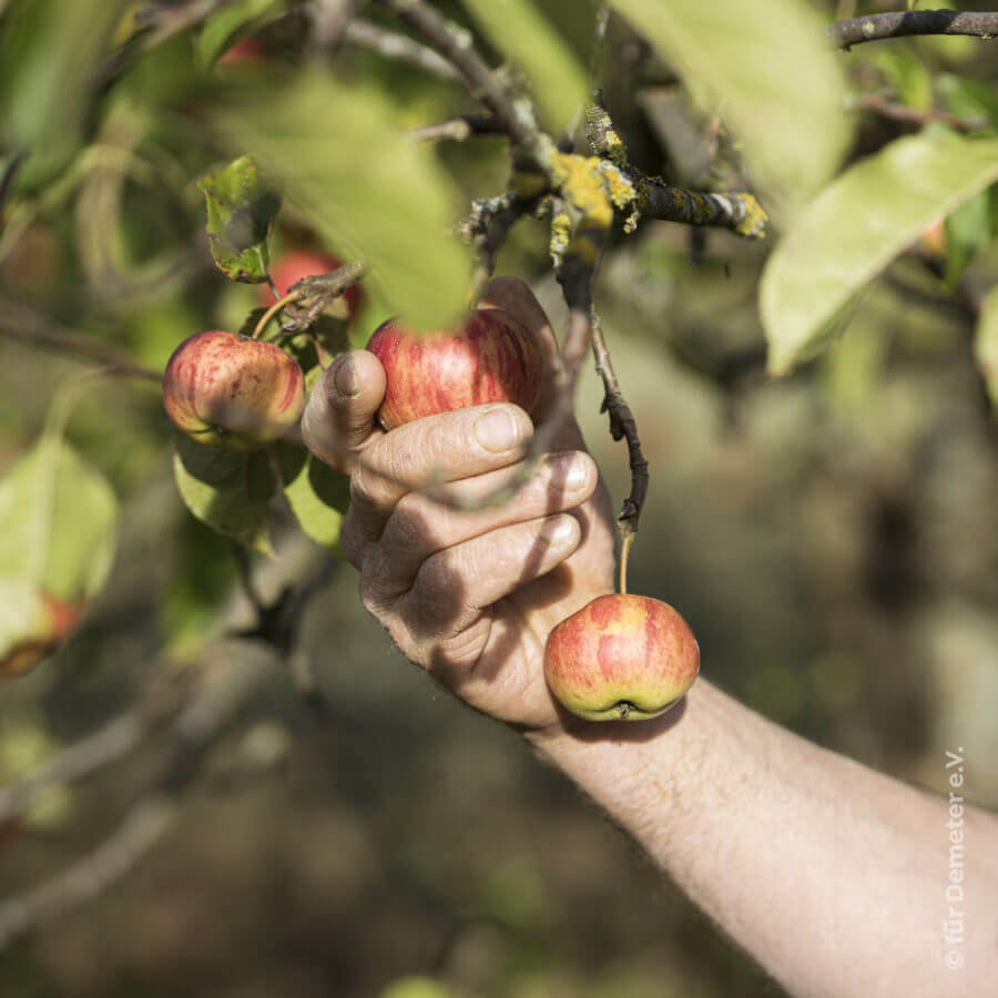 Biodynamic Farming for Infants | Holle Baby Food